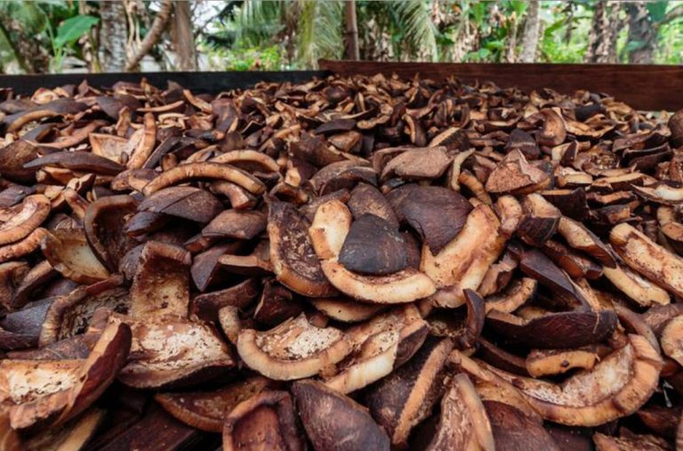Harga Kopra di Ternate Tembus Rp21 Ribu Per Kilogram - kadera.id