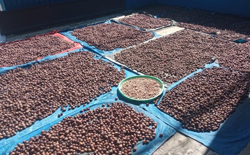Harga Pala di Ternate Masih Stabil, Tapi Bergantung pada Kualitas ...